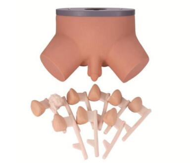 Prostate Examination Simulator - Shanghai Jolly Medical Education Co., Ltd.