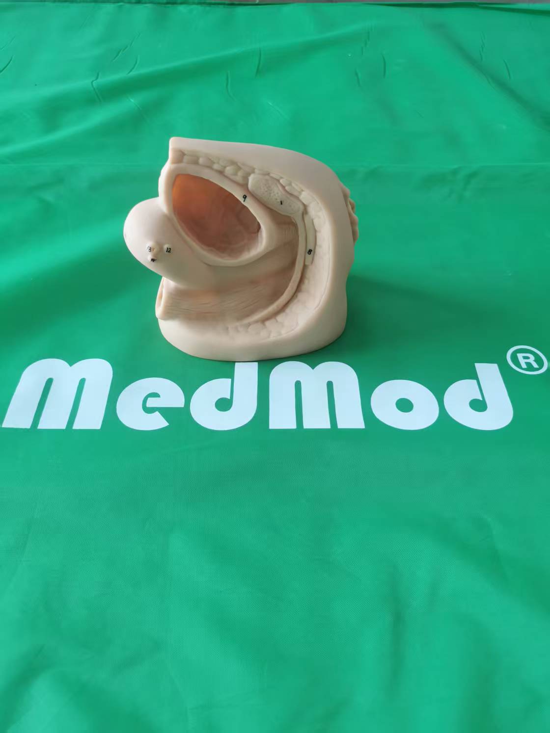 Female Internal & External Genital Organ Model,Dark - Shanghai Jolly ...