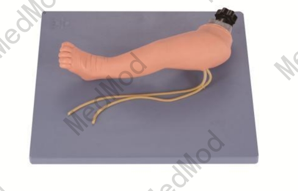 Infant Venipuncture Leg - Shanghai Jolly Medical Education Co., Ltd.