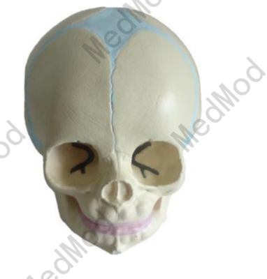 Baby Skull Model - Shanghai Jolly Medical Education Co., Ltd.