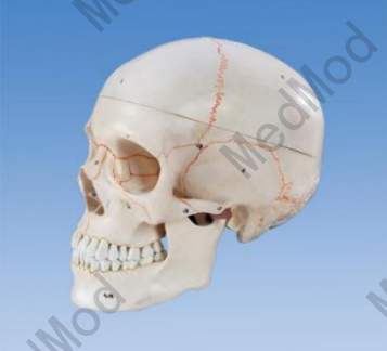 Skull Model with Number - Shanghai Jolly Medical Education Co., Ltd.