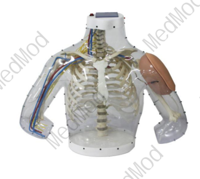 Upper Arm Intramuscular Injection and Contrastive Simulator - Shanghai ...