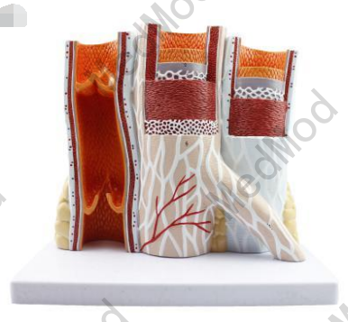 Artery and Vein Model - Shanghai Jolly Medical Education Co., Ltd.