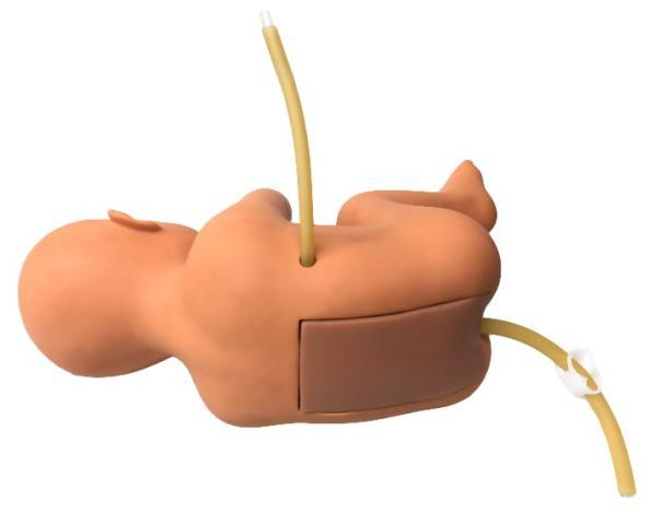 Neonatal Lumbar Puncture Simulator - Shanghai Jolly Medical Education ...