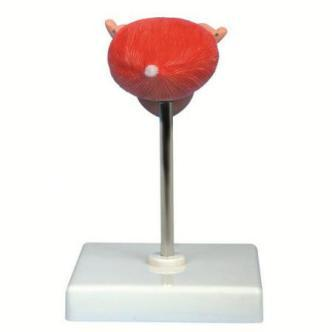 Model of Bladder - Shanghai Jolly Medical Education Co., Ltd.