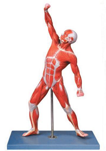 Muscles Figure - Shanghai Jolly Medical Education Co., Ltd.