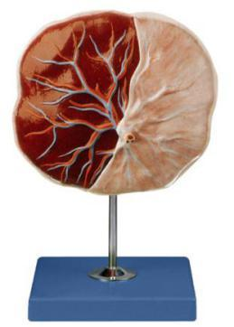 Placenta Model - - Shanghai Jolly Medical Education Co., Ltd.