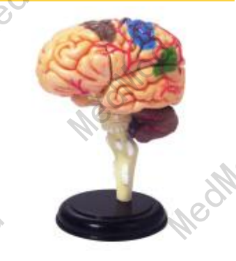 4D Brain Model - Shanghai Jolly Medical Education Co., Ltd.